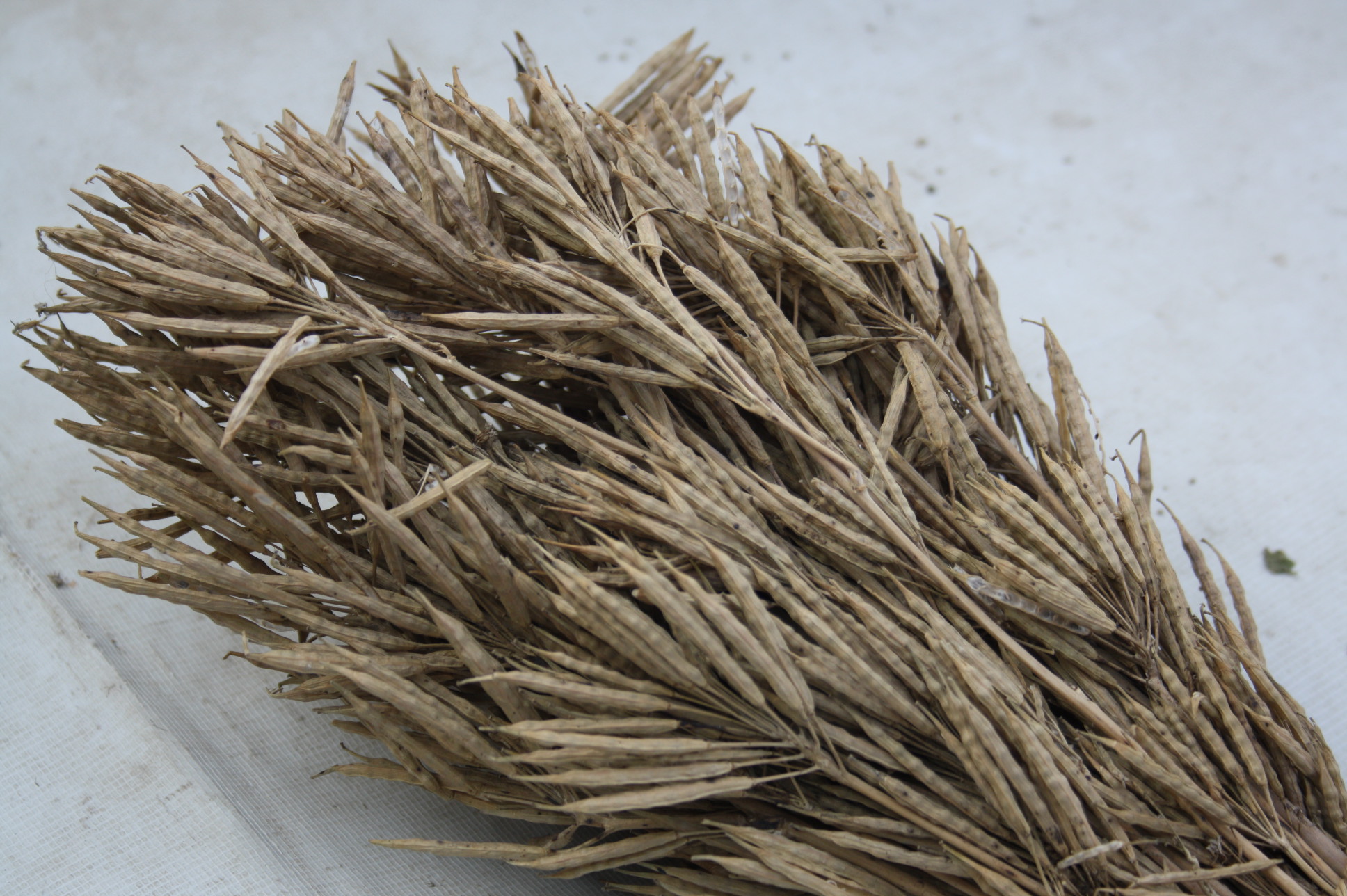 High Yielding Improved varieties of Wheat, Paddy, Pigeon pea and ...